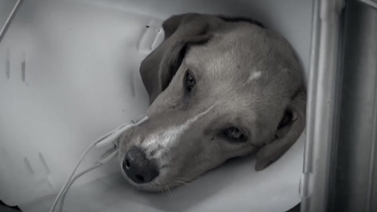 Perro fue hallado colgado en alambre de púas en Quito - RTS siempre contigo