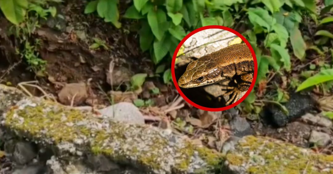 Vecinos de Mirador del Norte alertan: Ducto tapado atrae culebras y ...